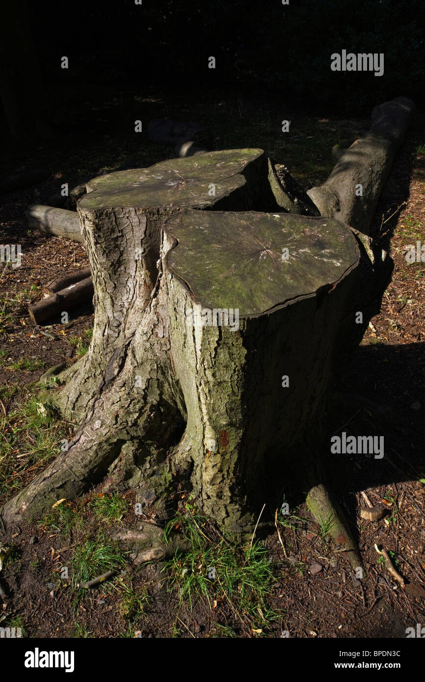 cut logs in forest firewood timber forestry Stock Photo - Alamy