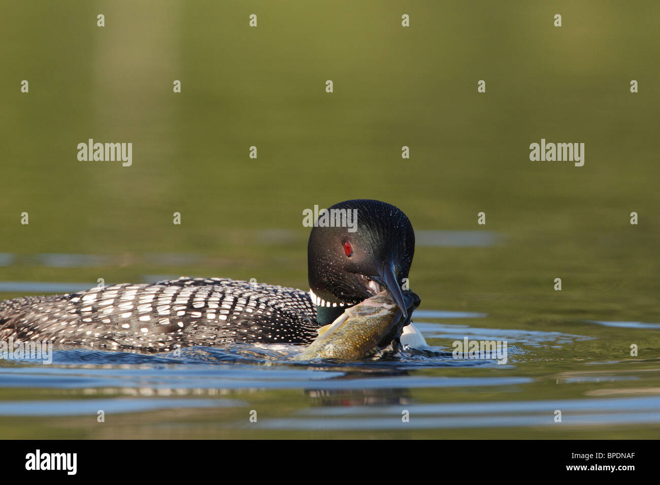 Common loon eating hi-res stock photography and images - Alamy