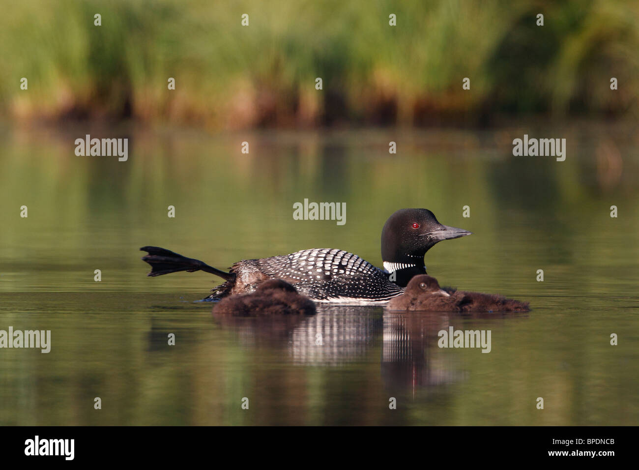 Common Loon Foot Waggle with Chicks Stock Photo - Alamy