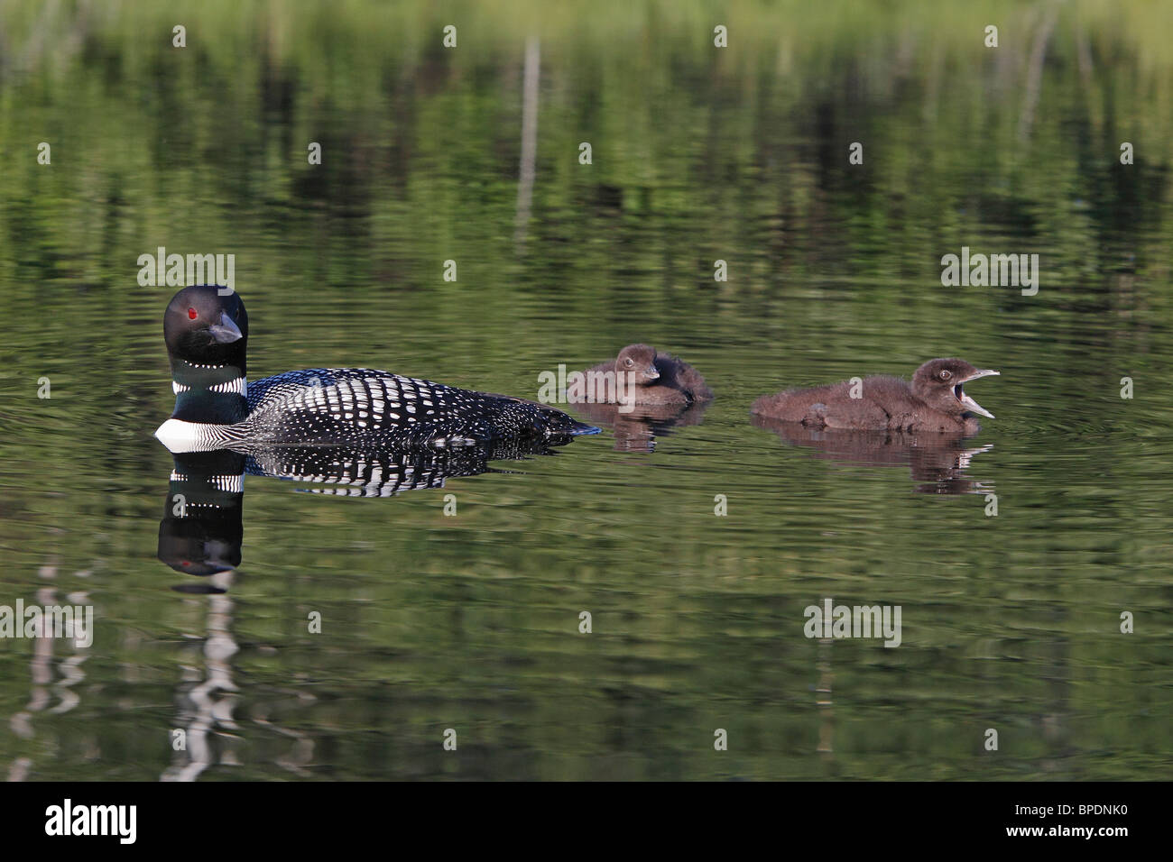 Common Loon with Babies Stock Photo - Alamy