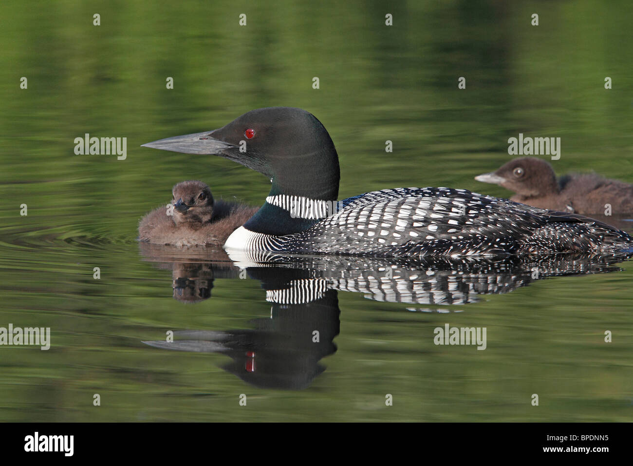 Common loon minnesota hi-res stock photography and images - Alamy