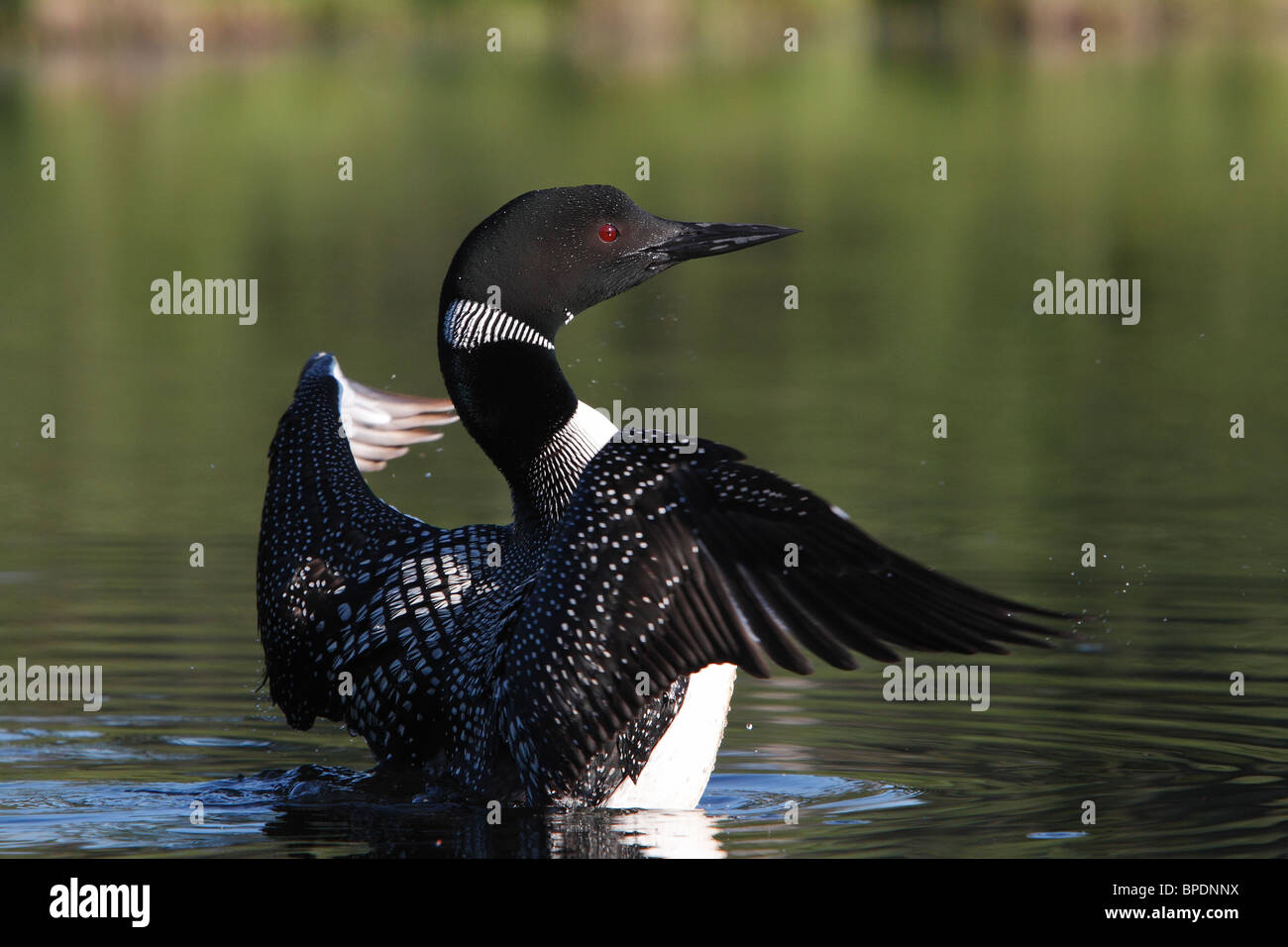 Common Loon Wing Flap Stock Photo - Alamy