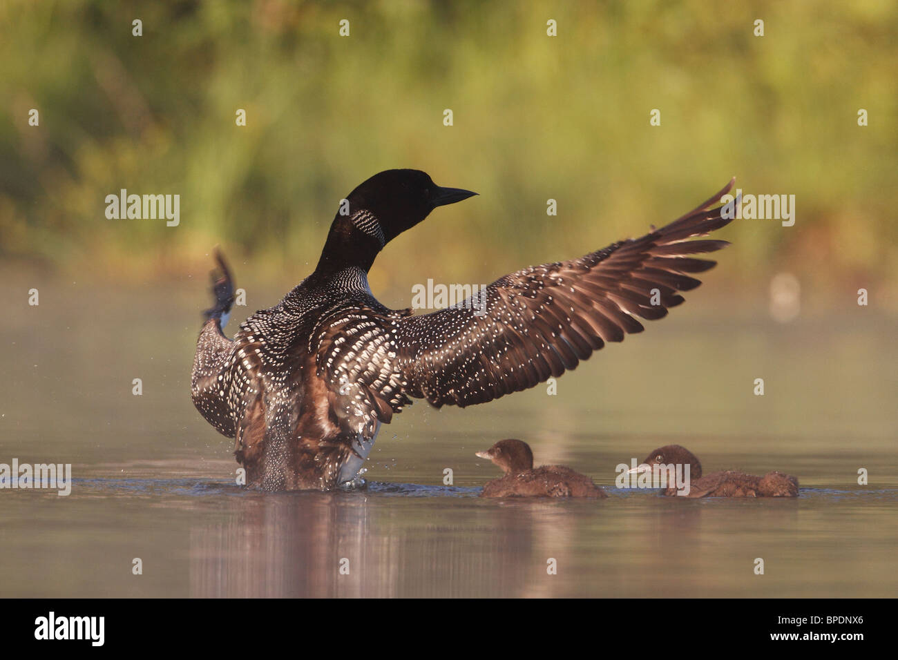 Common Loon Wing Spread with Chicks Stock Photo - Alamy