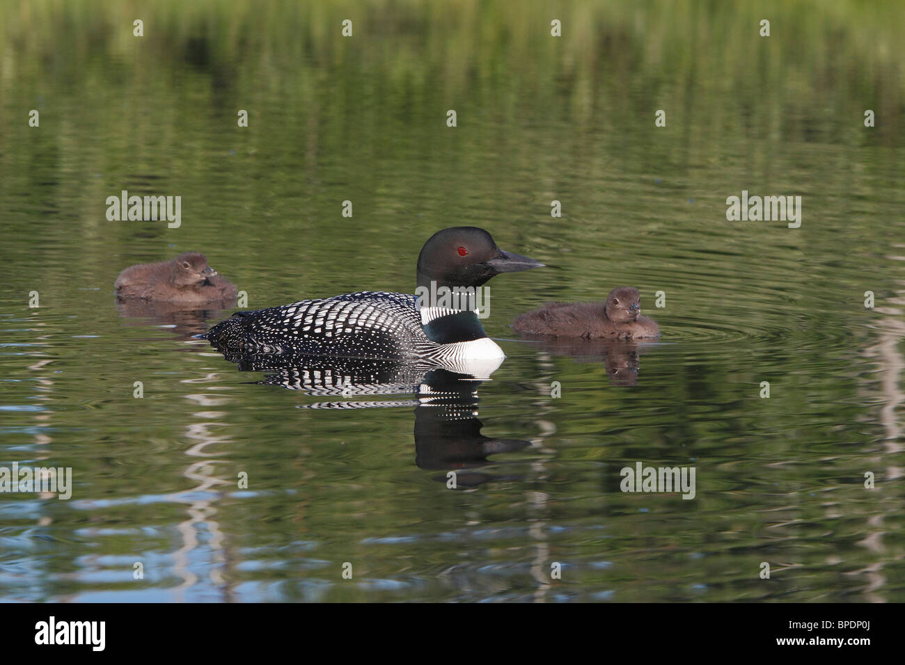 Common Loon with Chicks Stock Photo - Alamy
