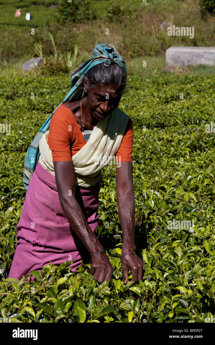a woman tea picker Stock Photo - Alamy