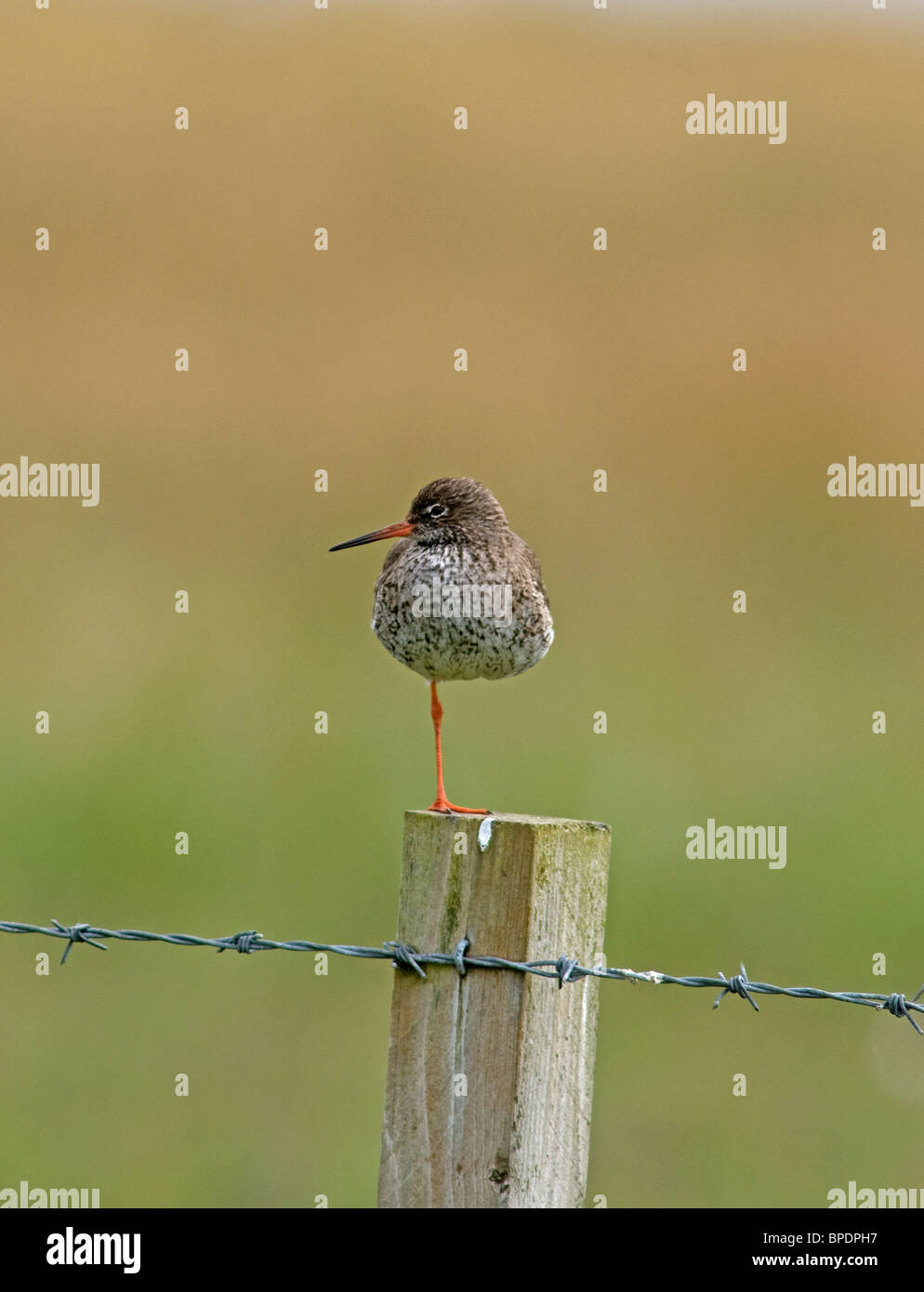 Redshand hi-res stock photography and images - Alamy