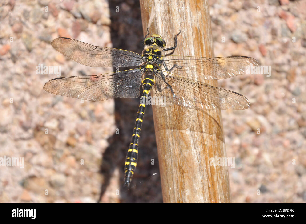 golden ringed dragonfly Stock Photo - Alamy