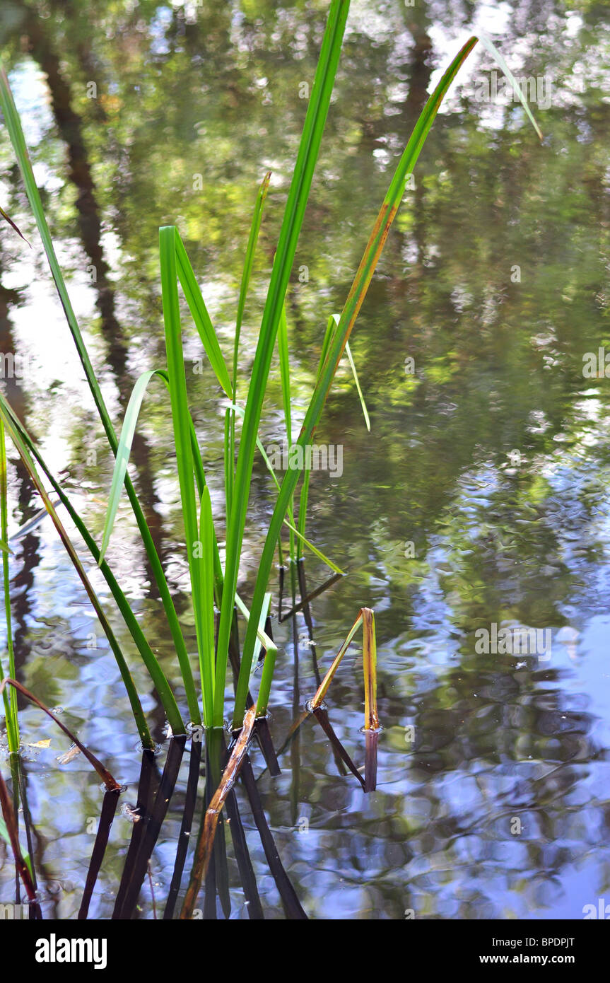 Reflections pond reeds in water hi-res stock photography and images - Alamy