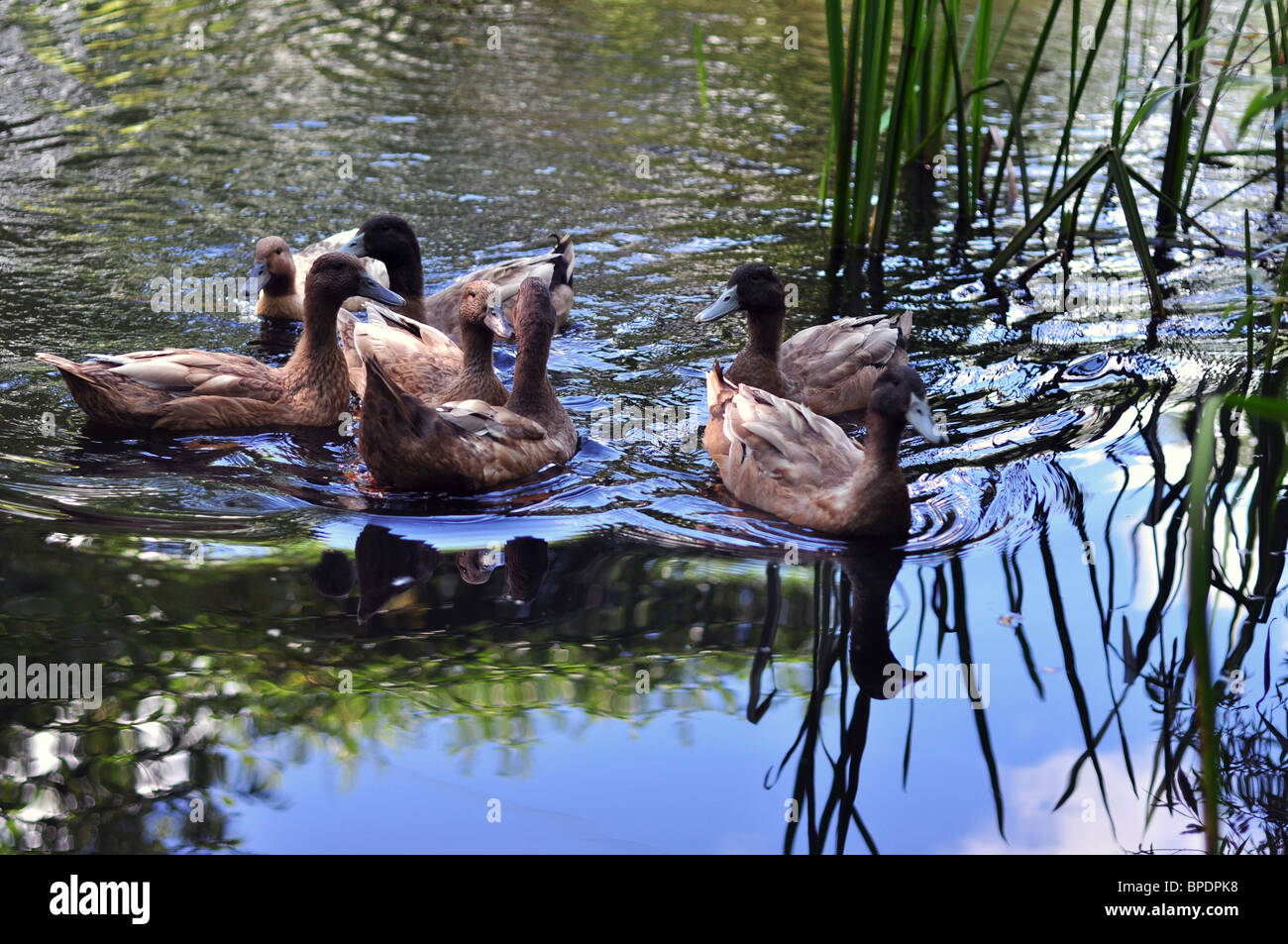 ducks swimming in pond Stock Photo - Alamy