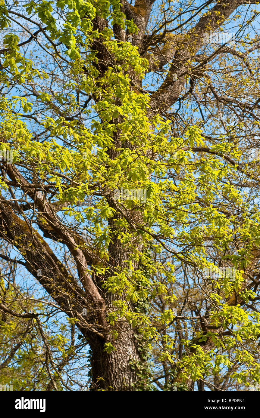 Sessile Oak (Quercus petraea) tree showing fresh Spring leaf growth ...