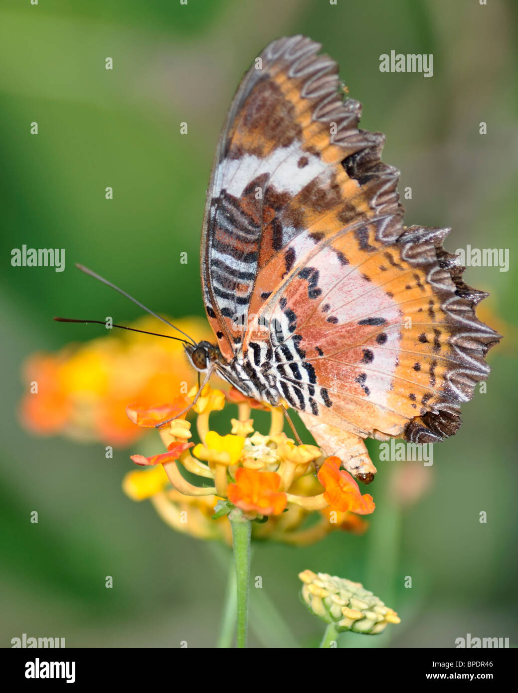 Malay Lacewing Butterfly on a yellow orange Lantana Camara flower ...