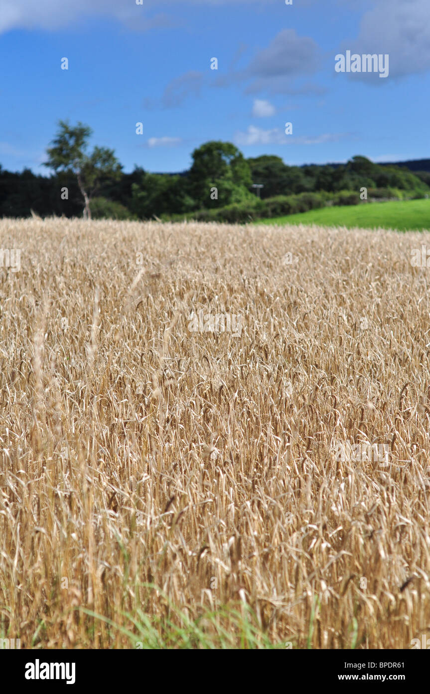 Barley hill hi-res stock photography and images - Alamy