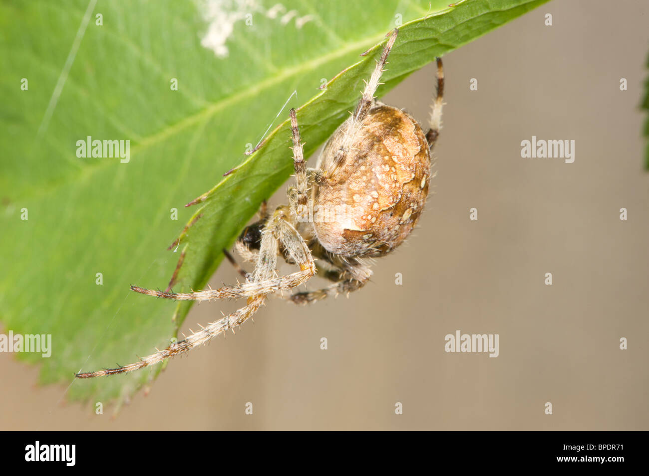 Shamrock Spider (Araneus trifolium) Female, Gabriola Island , British ...
