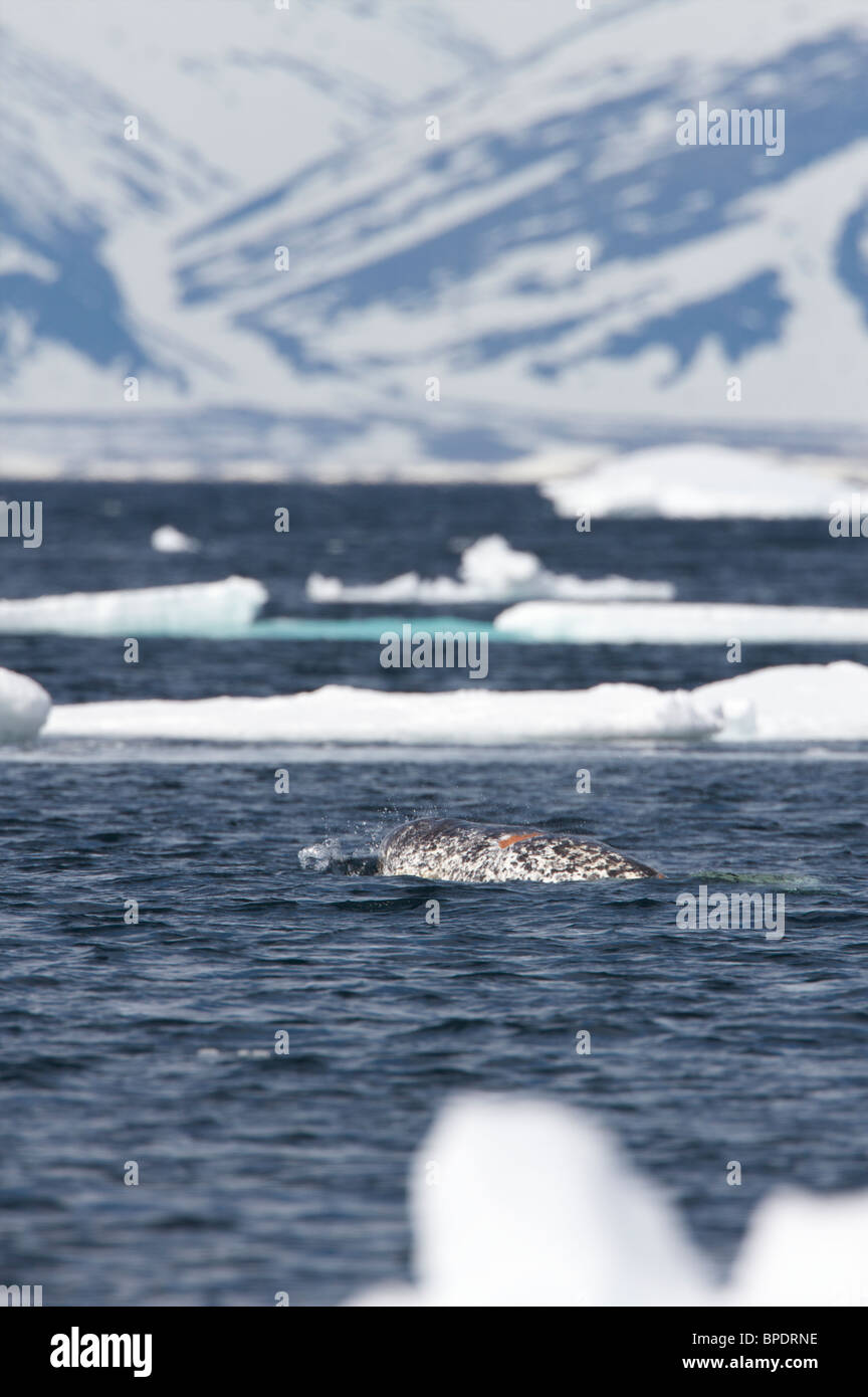 Narwhal hi-res stock photography and images - Alamy