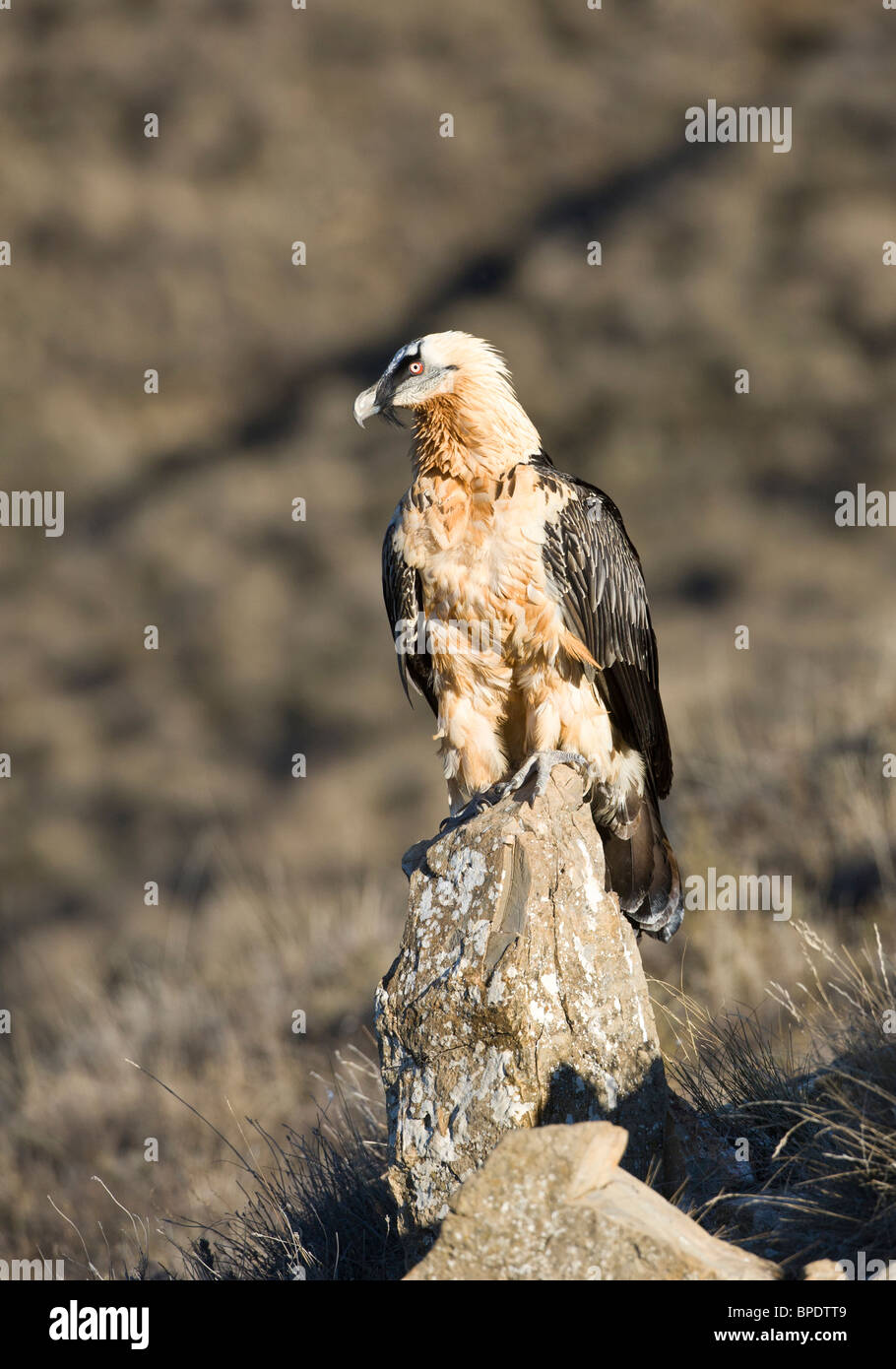 Lammergeier also called Bearded Vulture Gypaetus barbatus perched on ...