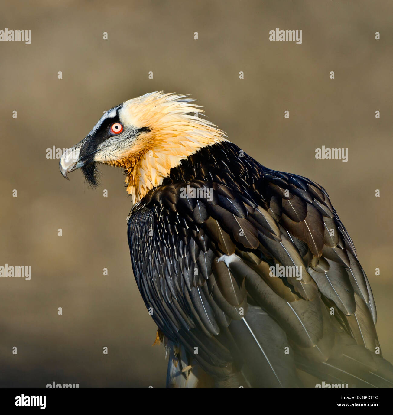 Lammergeier also called Bearded Vulture Gypaetus barbatus close up of ...