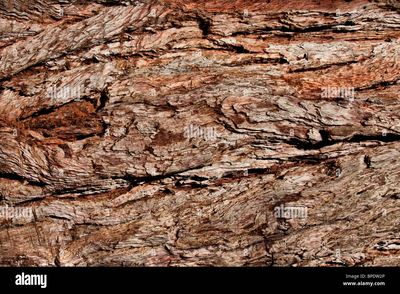 Bark of pine tree Stock Photo - Alamy
