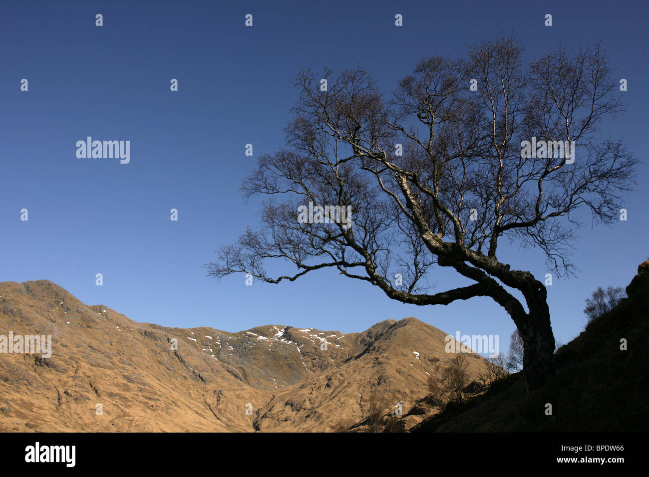 Tree on the slopes to Braigh nan Uamhachan framing the Corbett Streap ...