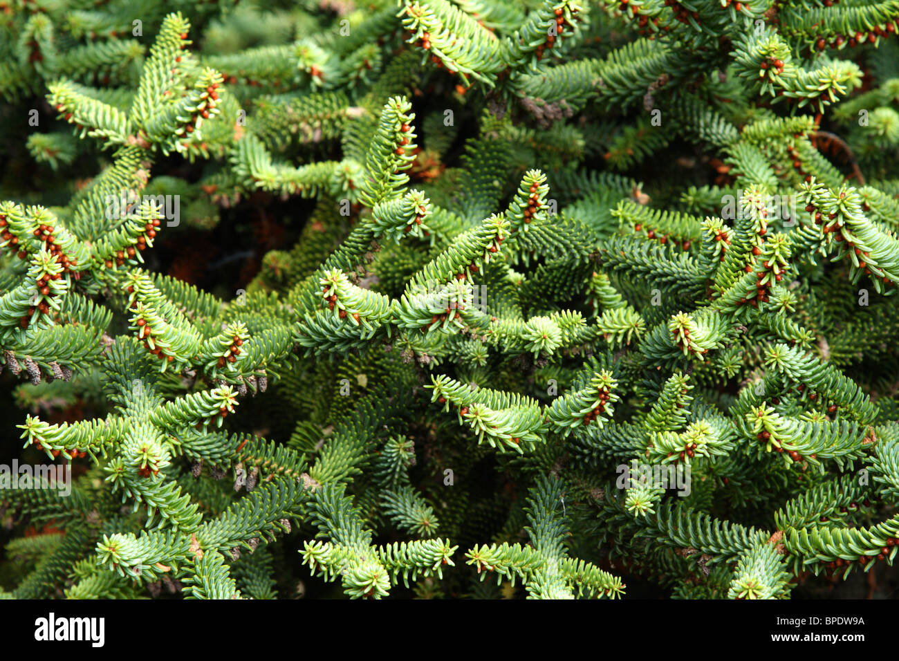 New year christmas tree fir hi-res stock photography and images - Alamy