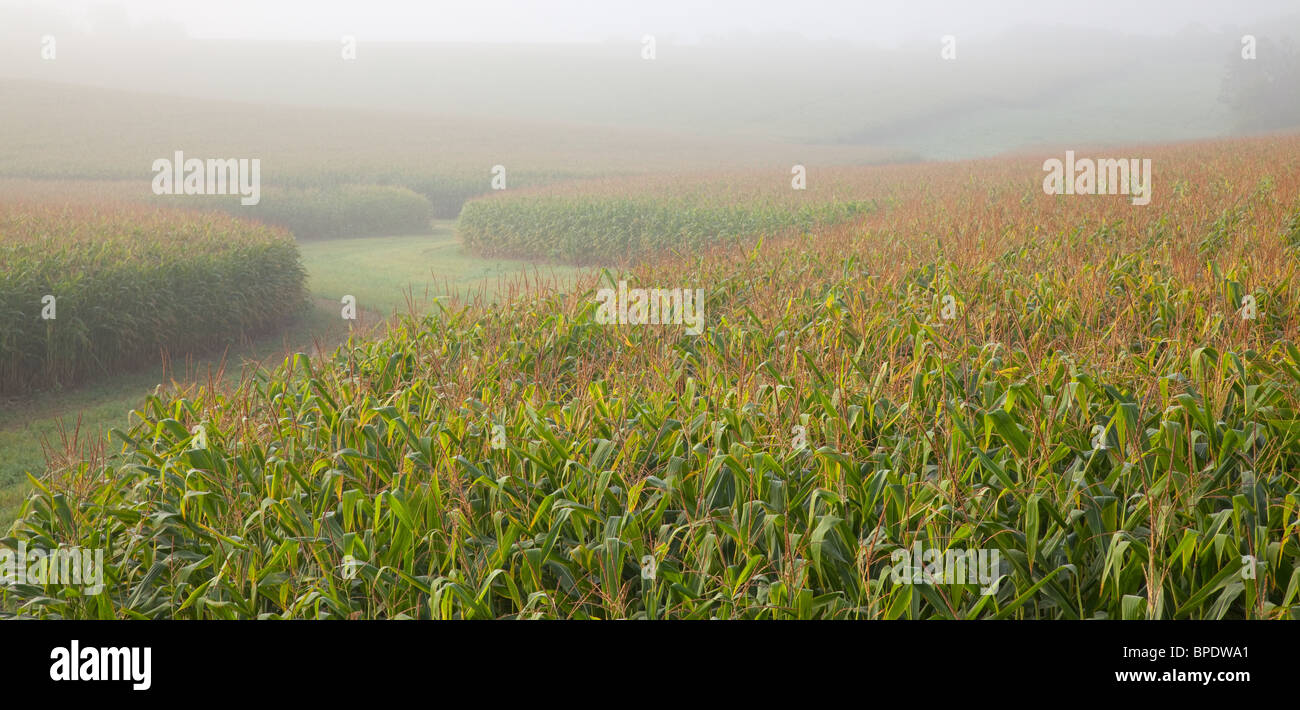 Corn field iowa hi-res stock photography and images - Alamy