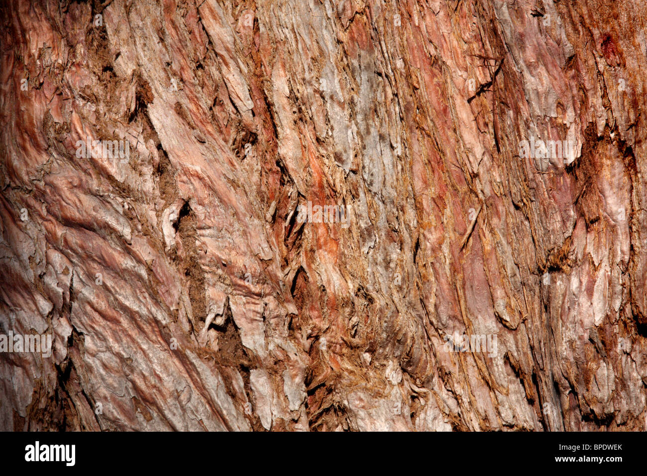 Pine tree bark horizontal hi-res stock photography and images - Alamy