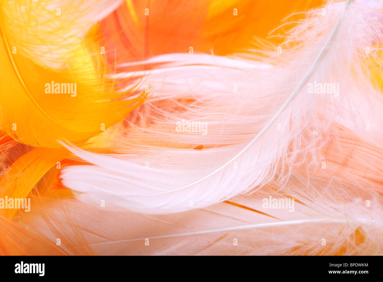 Bird of many colourful feathers hi-res stock photography and images - Alamy