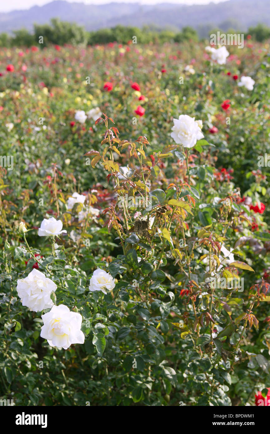 Agriculture of rose ornamental flowers field Stock Photo - Alamy