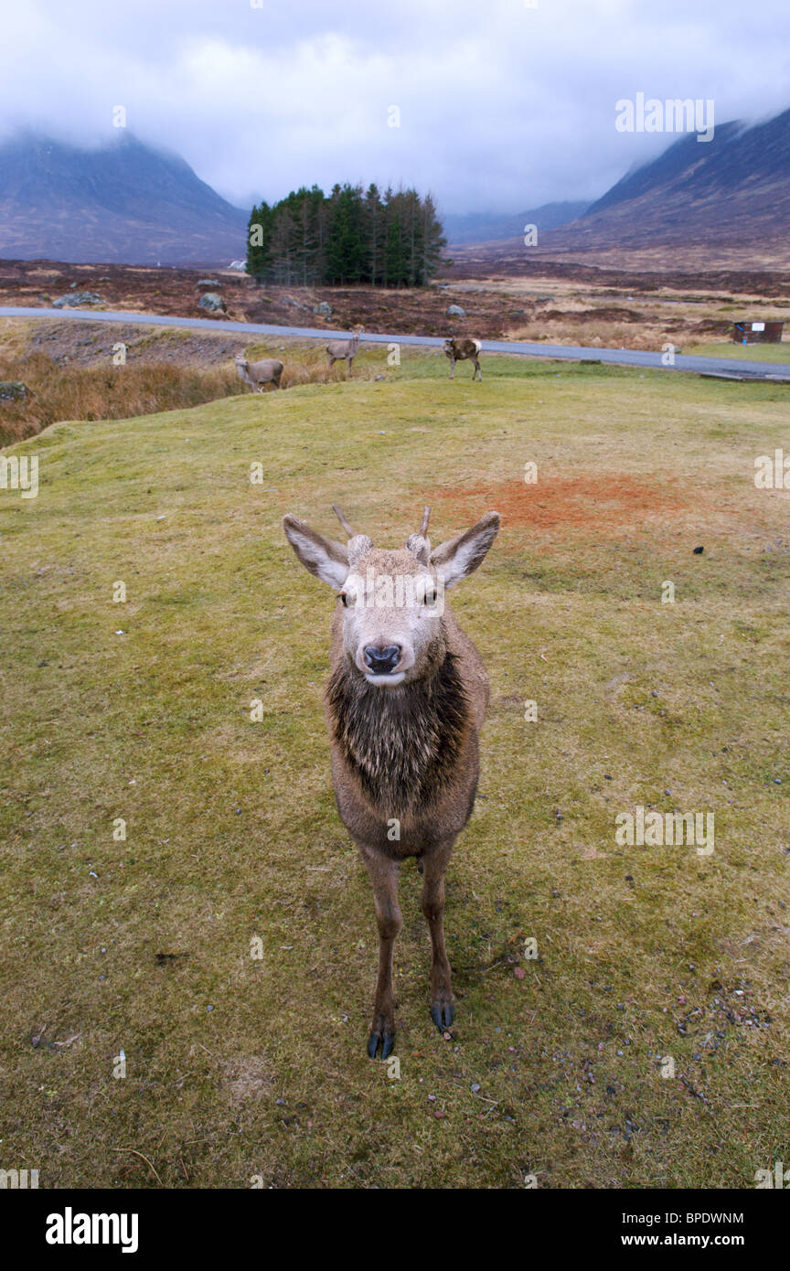 Red deer looking behind hi-res stock photography and images - Alamy