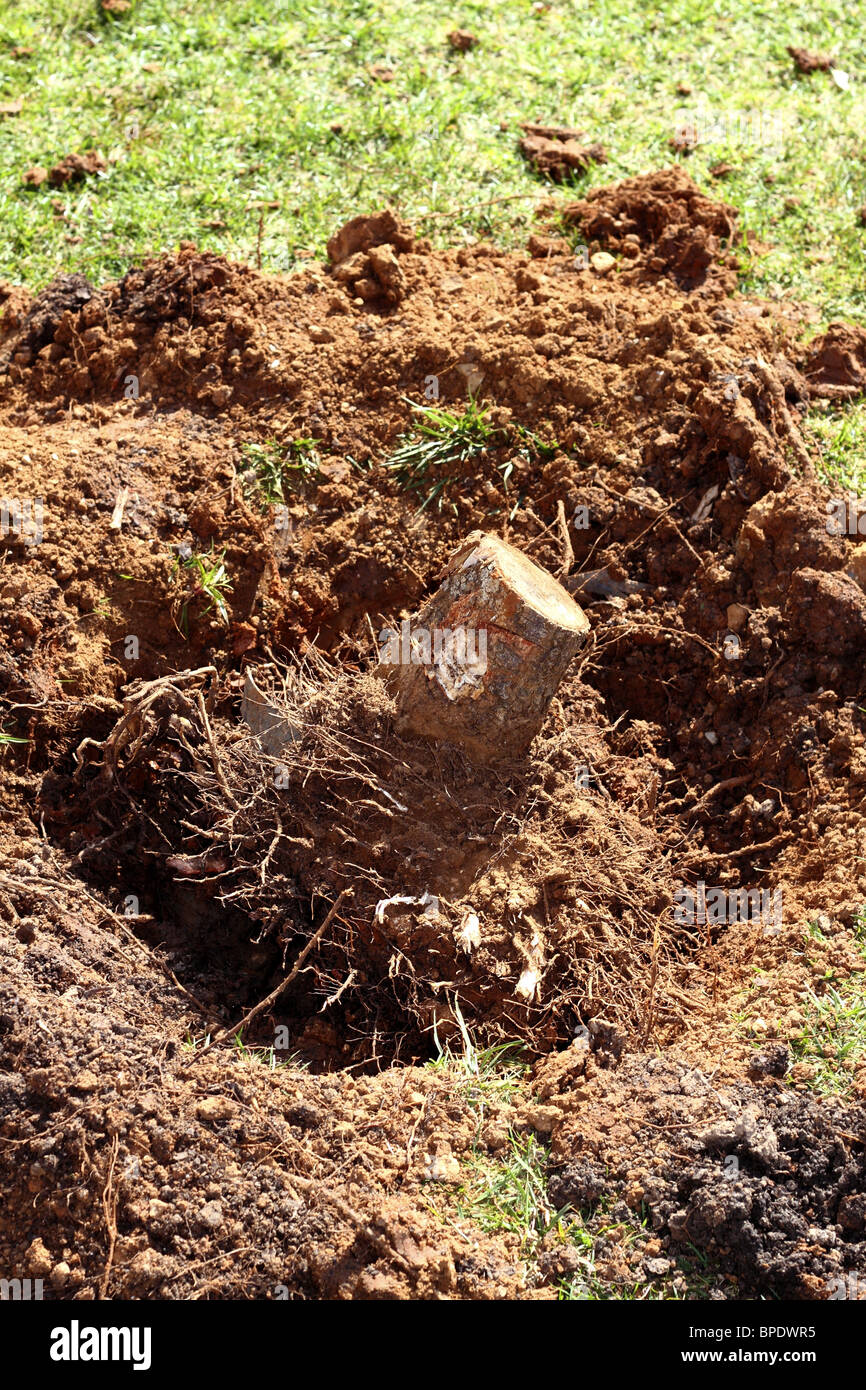 feeled tree roots removed soil sand on garden nature consevation ...