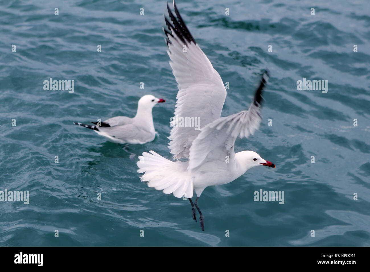 Sea for birds hi-res stock photography and images - Alamy