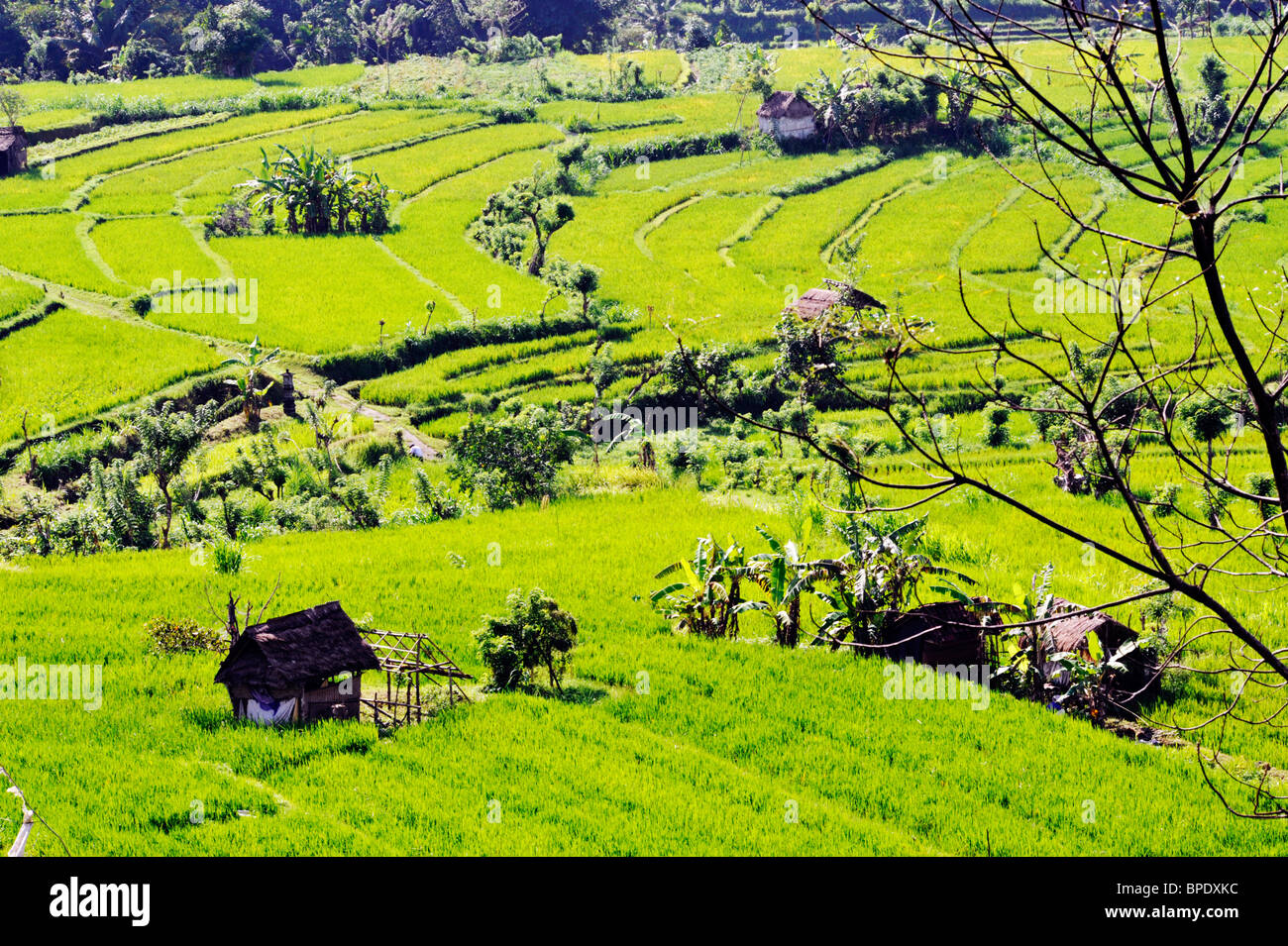 lush green rice fields and terraces of tirtagangga east bali indonesia ...