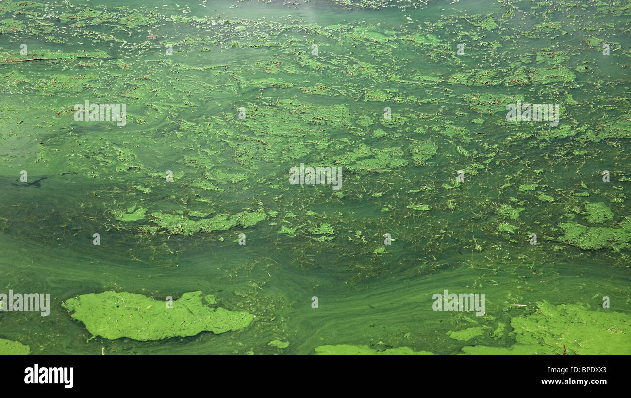 Contaminated water hi-res stock photography and images - Alamy
