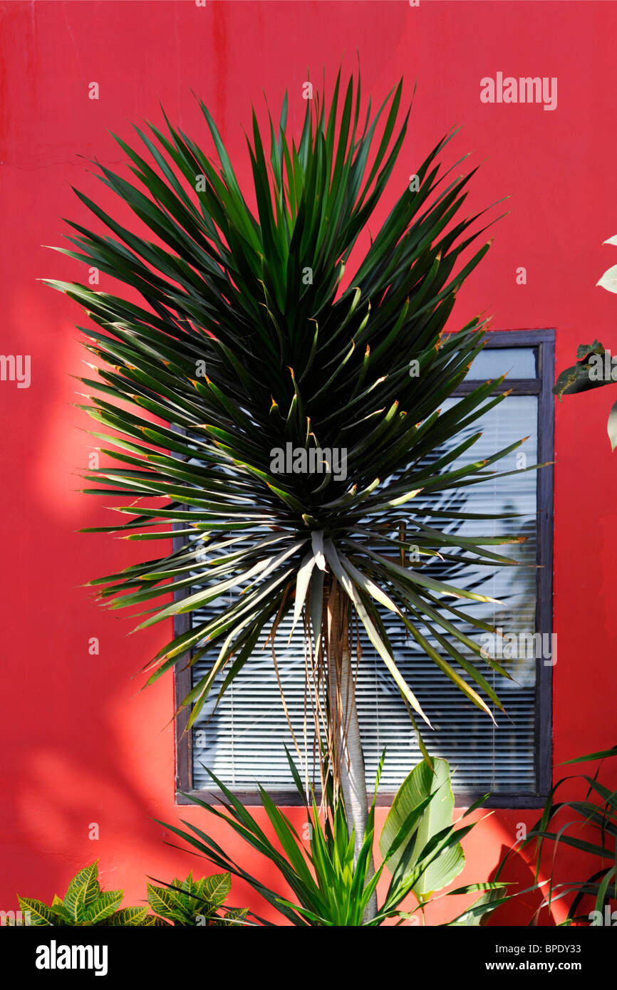 tree growing against a red wall and window at a hotel in kuta bali ...