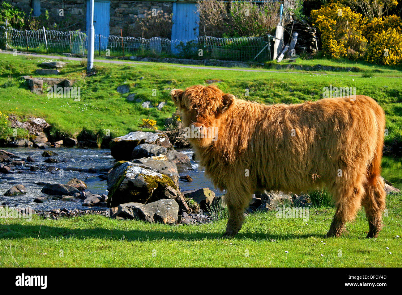 Plockton, Scotland. Hairy Coooo's (cows) doing what they do best on ...