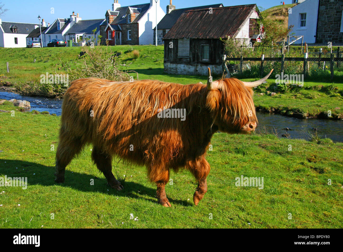 Plockton, Scotland. Hairy Coooo's (cows) doing what they do best on ...