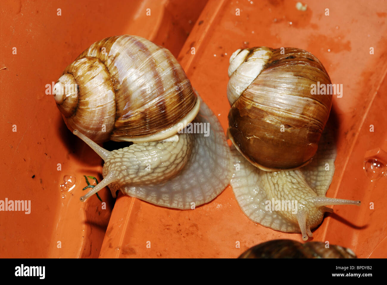 The brown garden snail, widely used in escargot Stock Photo - Alamy