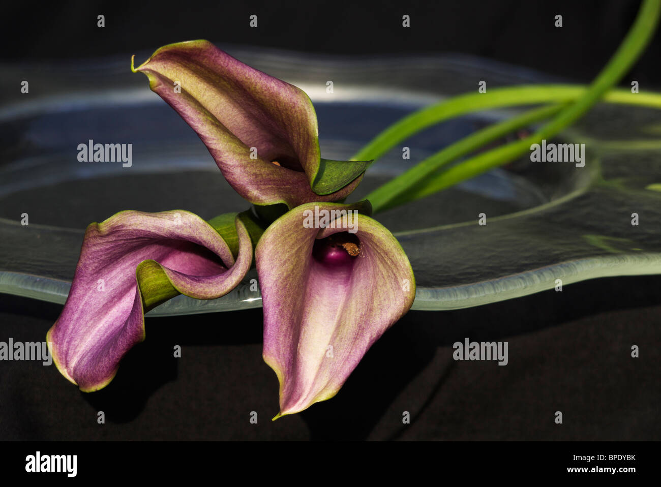 Calla lily blooms on plate Stock Photo - Alamy