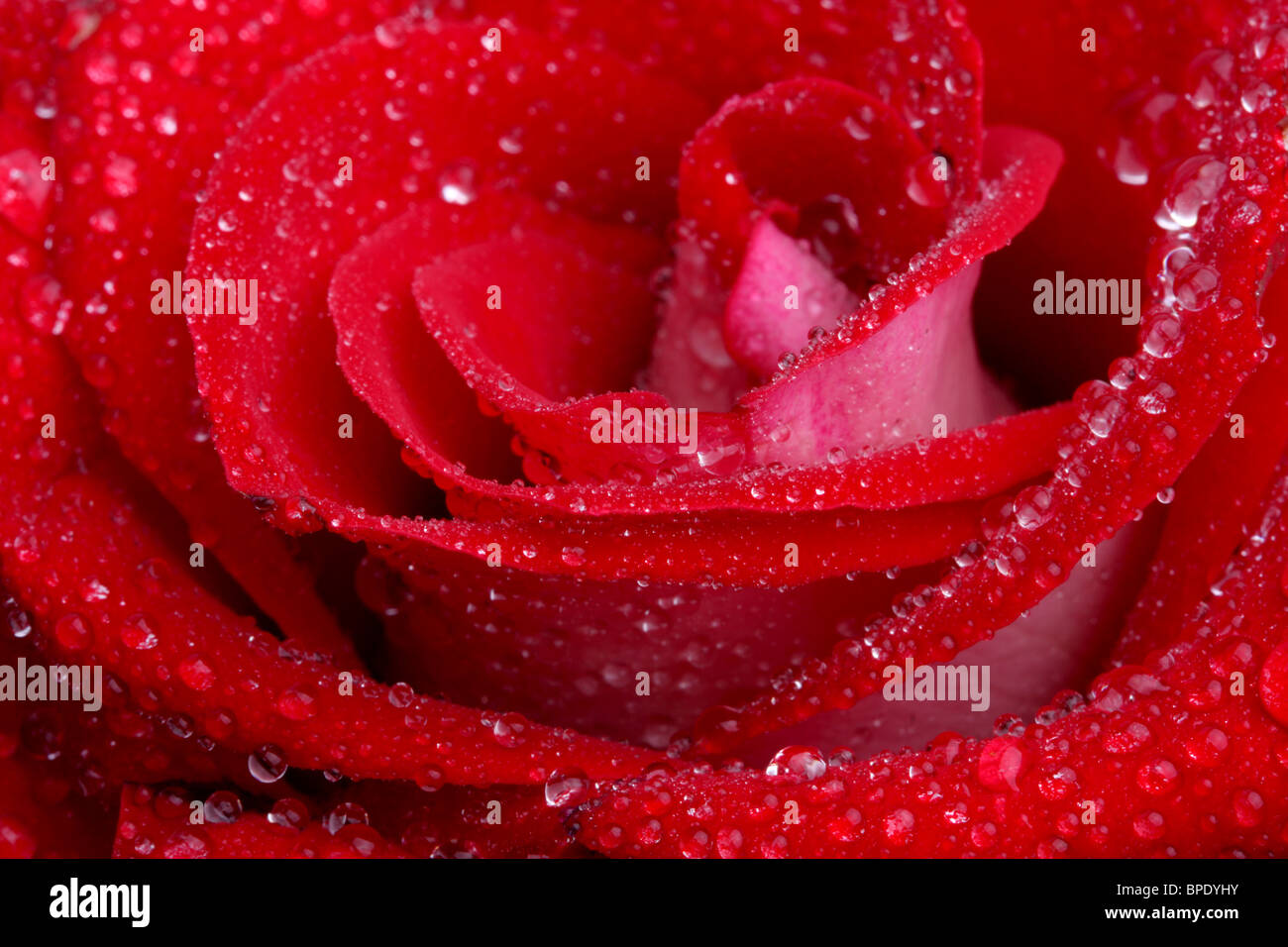 Red rose delicacy hi-res stock photography and images - Alamy