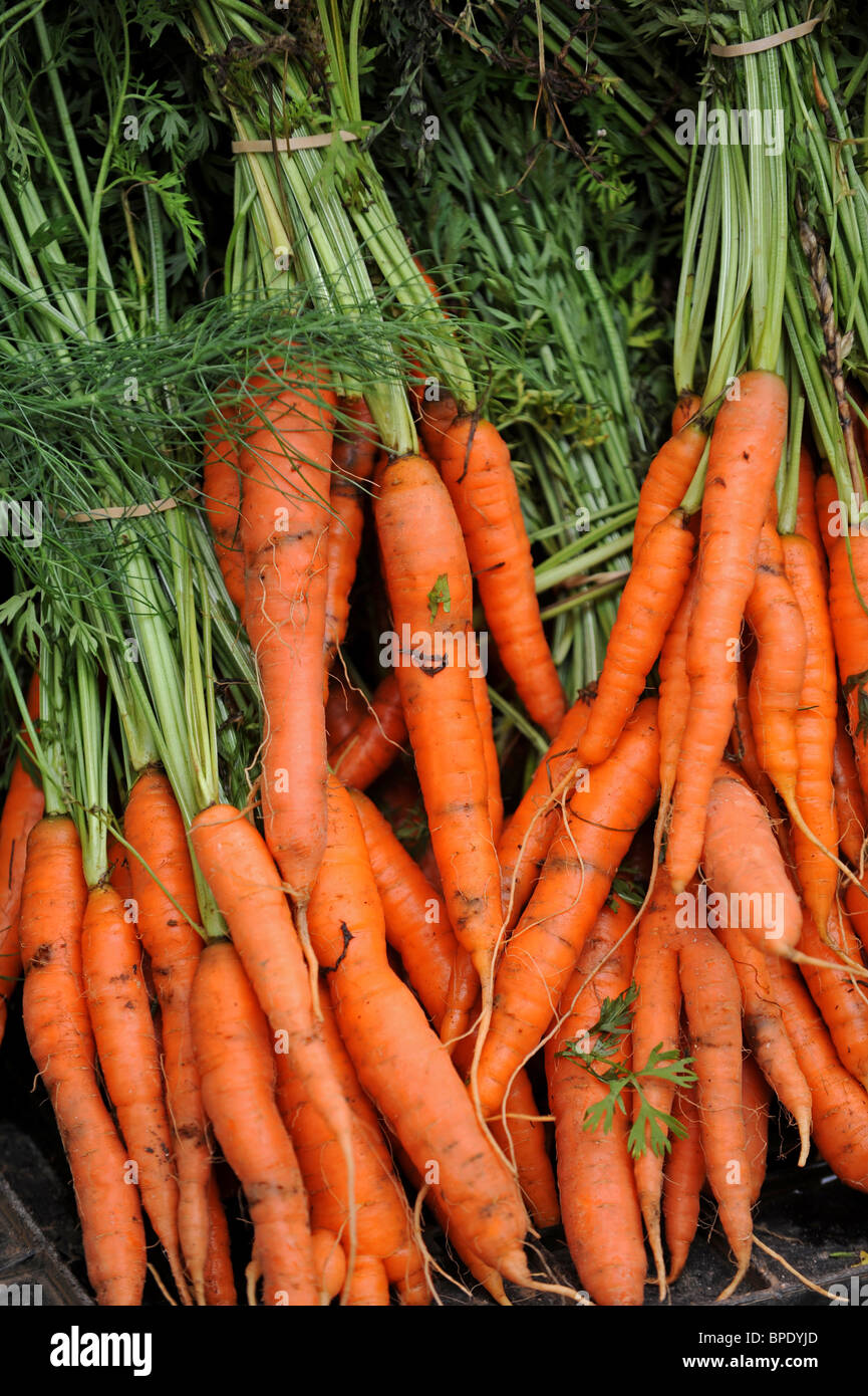 The brighton farm hi-res stock photography and images - Alamy