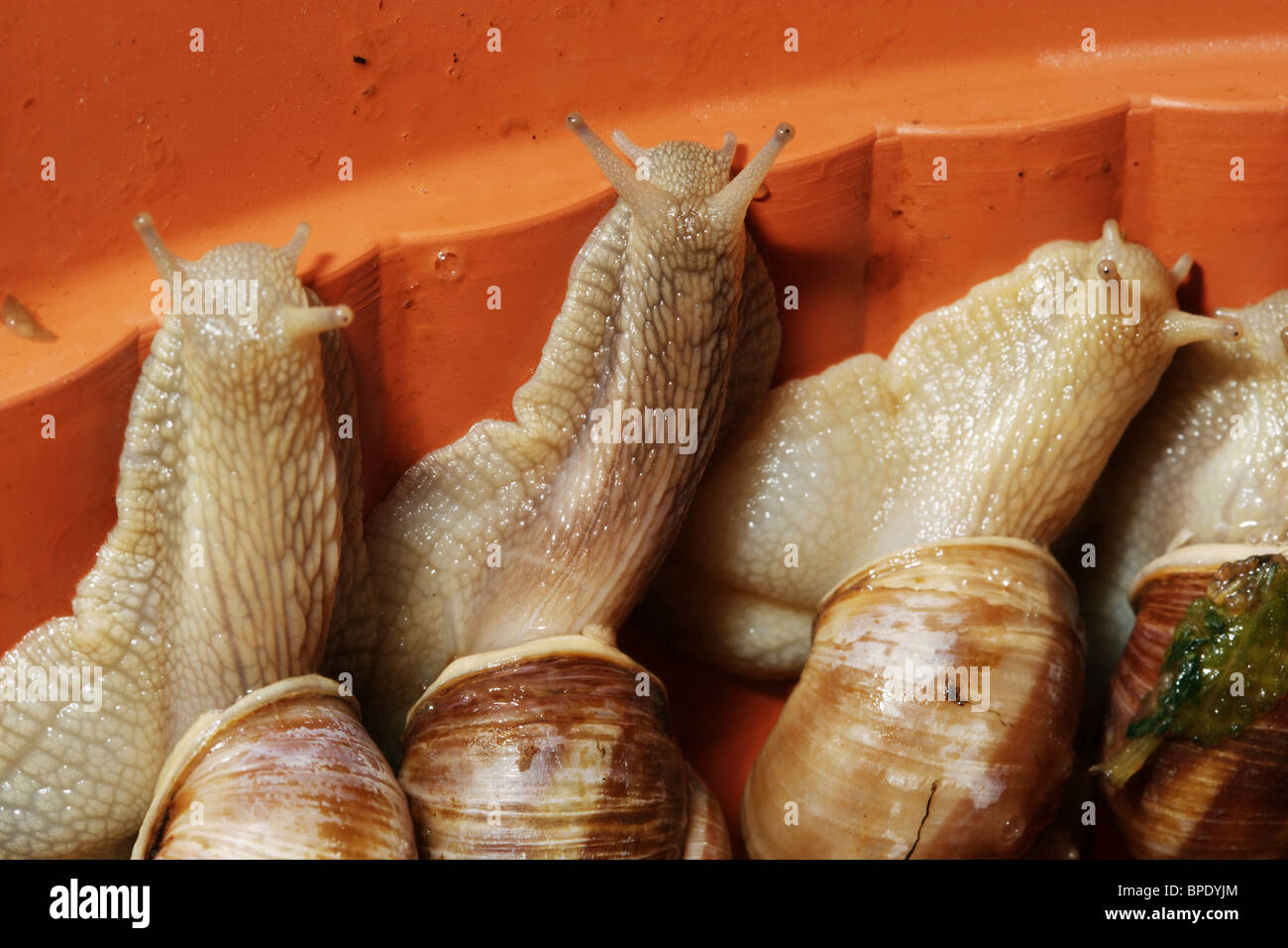 The brown garden snail, widely used in escargot Stock Photo - Alamy
