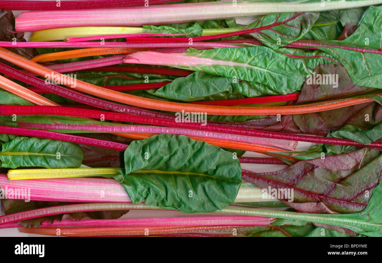 Five colored swiss chard, grown on ranch of Russell Gordon and Jelena ...