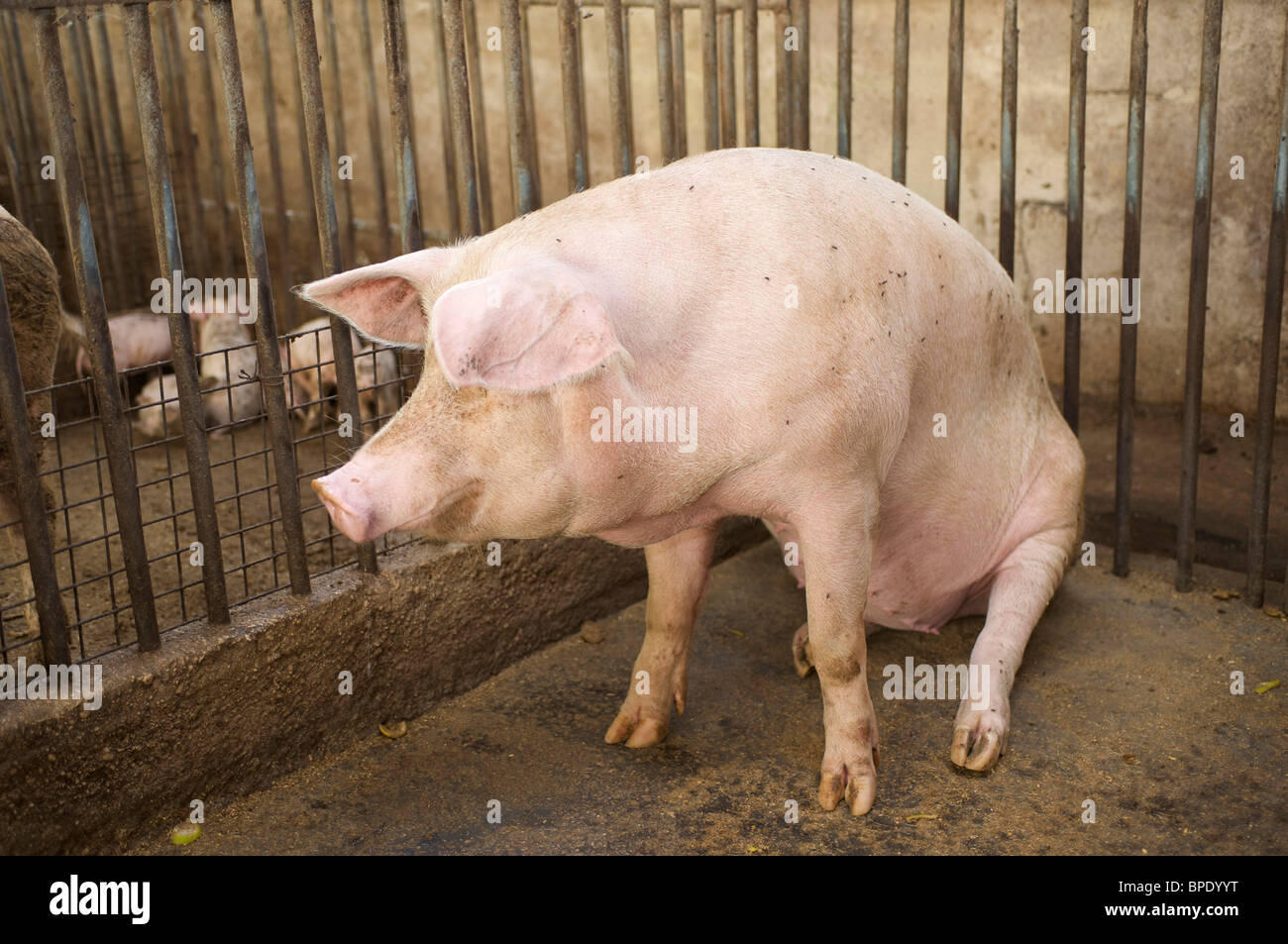 Female pig hay hi-res stock photography and images - Alamy