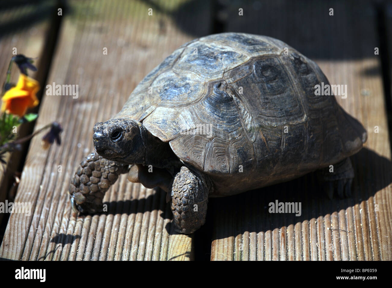 A pet Tortoise catches some some on the garden decking Stock Photo - Alamy