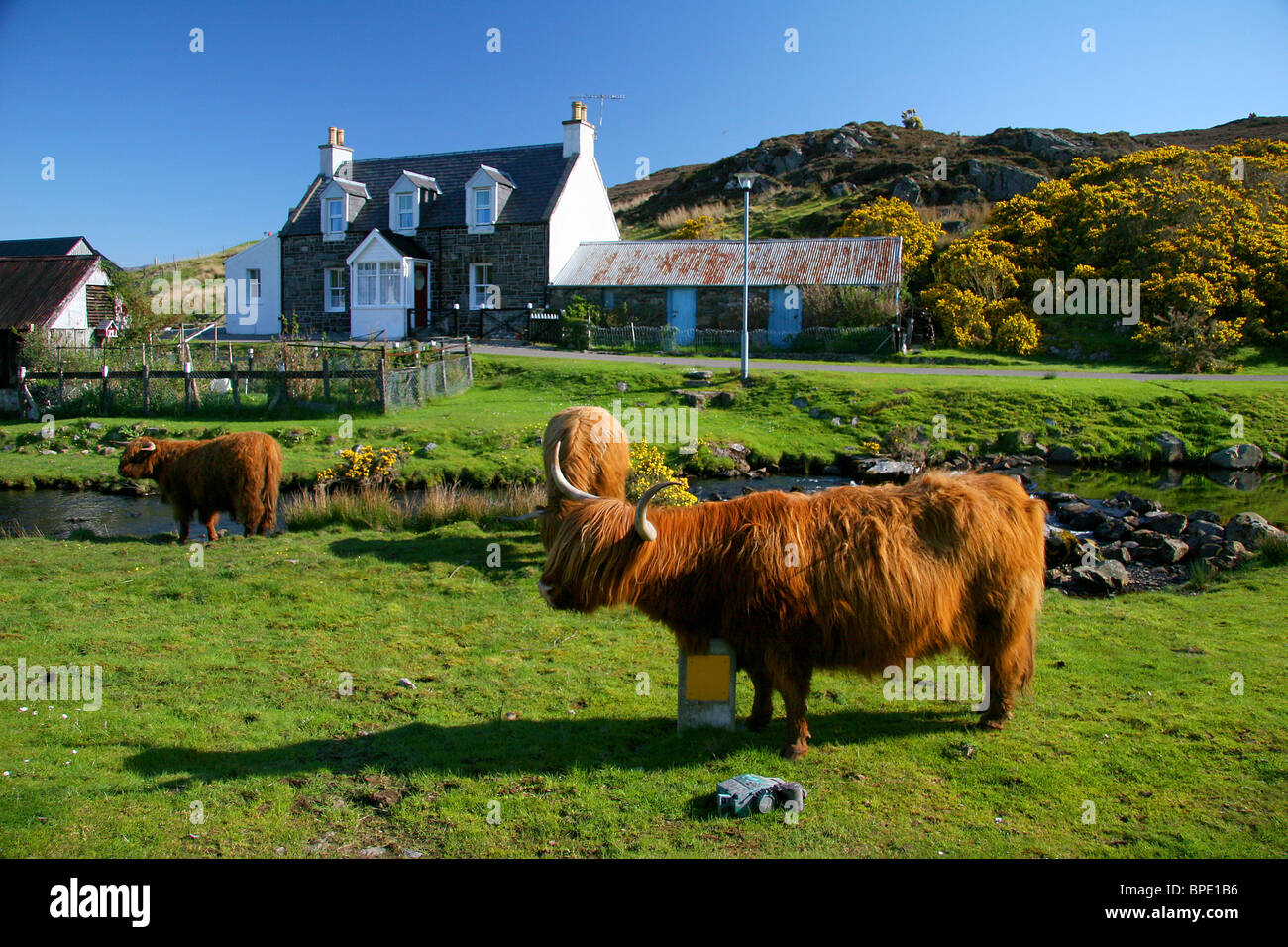 Plockton scotland cow hi-res stock photography and images - Alamy