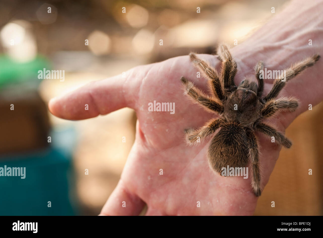 Close up of man's hand holding spider Stock Photo - Alamy