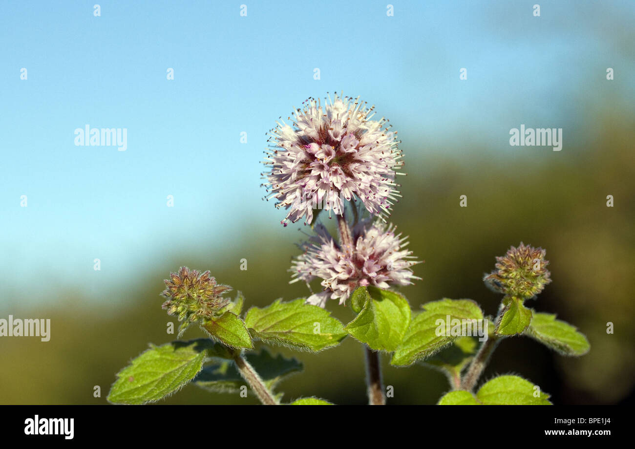 water mint, mentha aquatica Stock Photo - Alamy