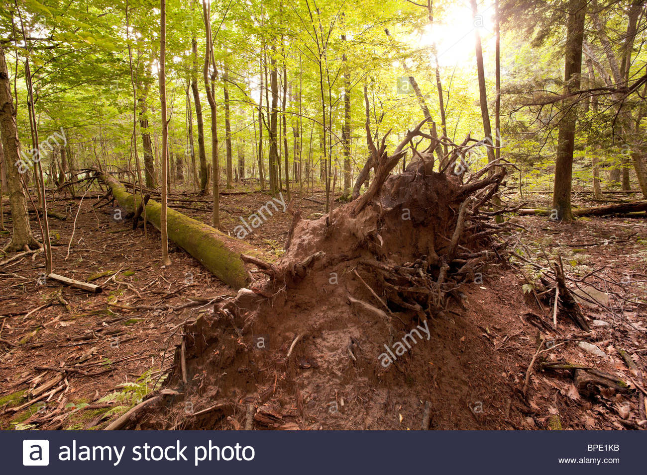 Windthrow Stock Photos & Windthrow Stock Images - Alamy