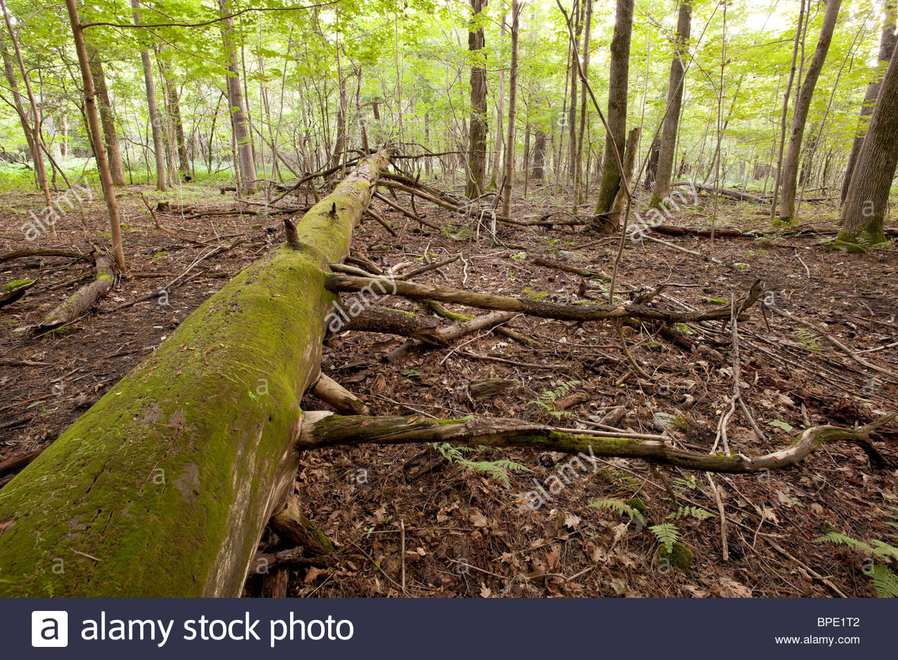 Microhabitat High Resolution Stock Photography and Images - Alamy