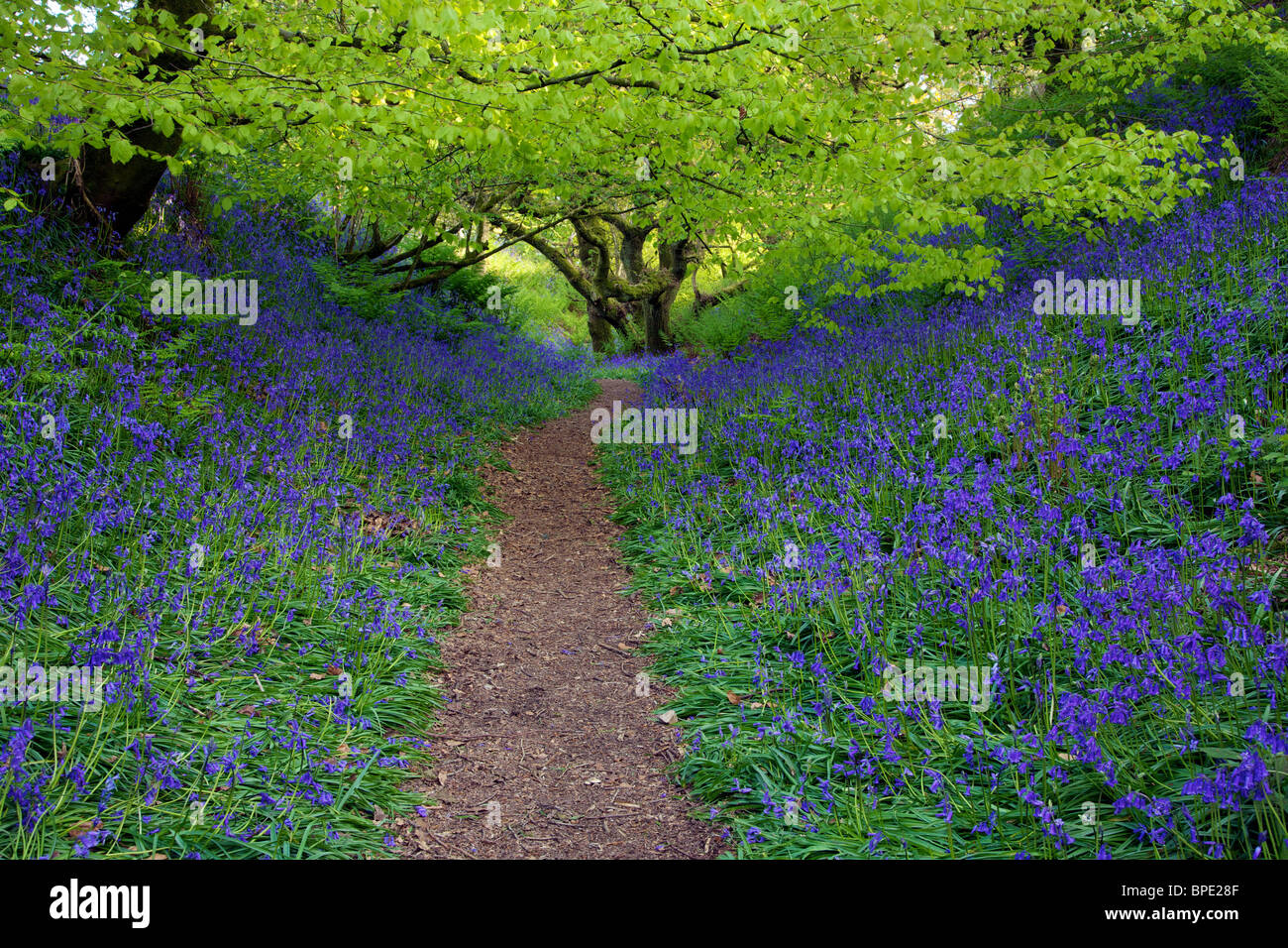 Woodland path through bluebell woods Stock Photo - Alamy