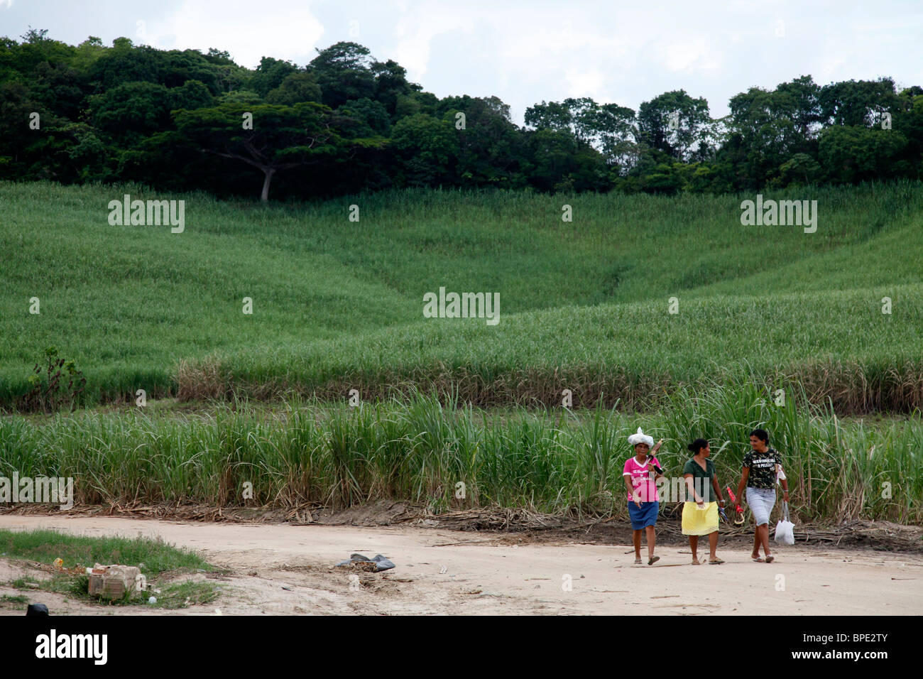 Sugar cane field near Porto de Galinhas, Pernambuco, Brazil Stock Photo ...